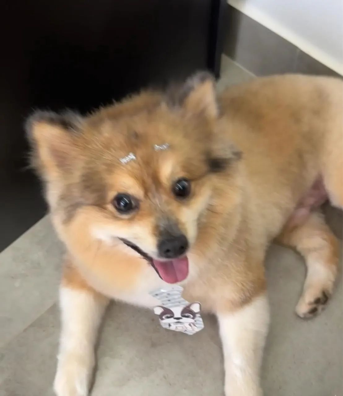 Spitz alemão para cruzar macho médio - Cachorros - Jardim Maria Cândida ...