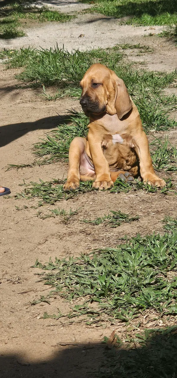 "fila brasileiros" no Brasil