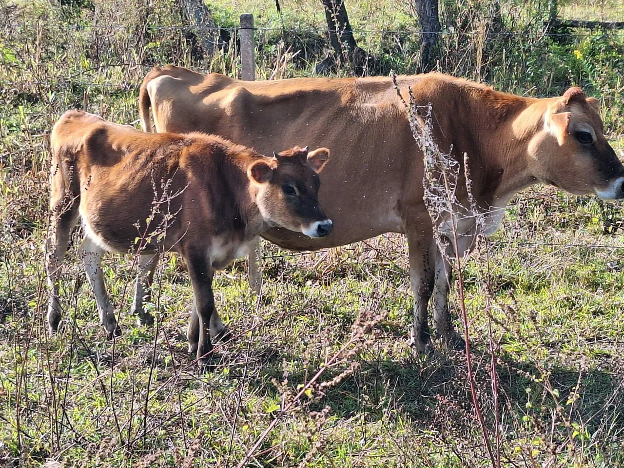 "vaca jersey" - Animais para agropecuária no Brasil