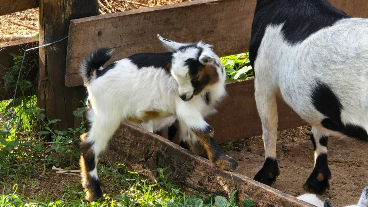 "mini cabras" no Brasil