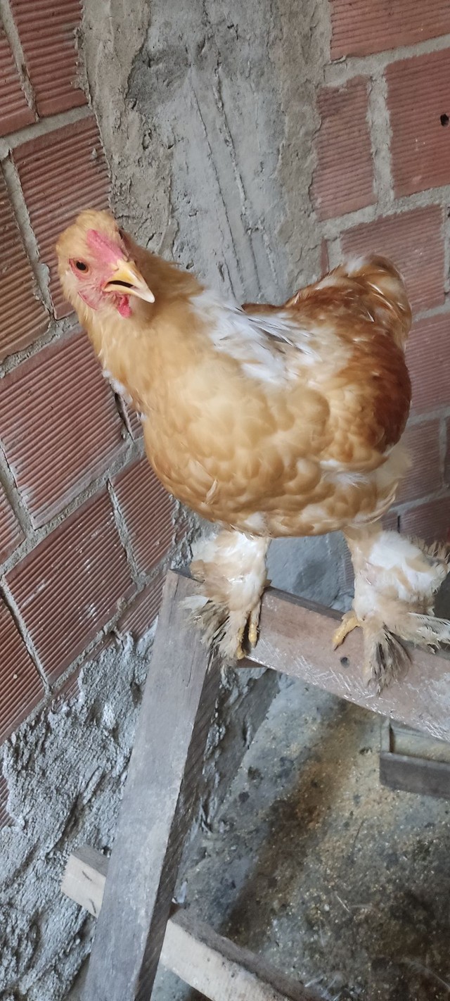 Brahma lemon | +8 anúncios na OLX Brasil