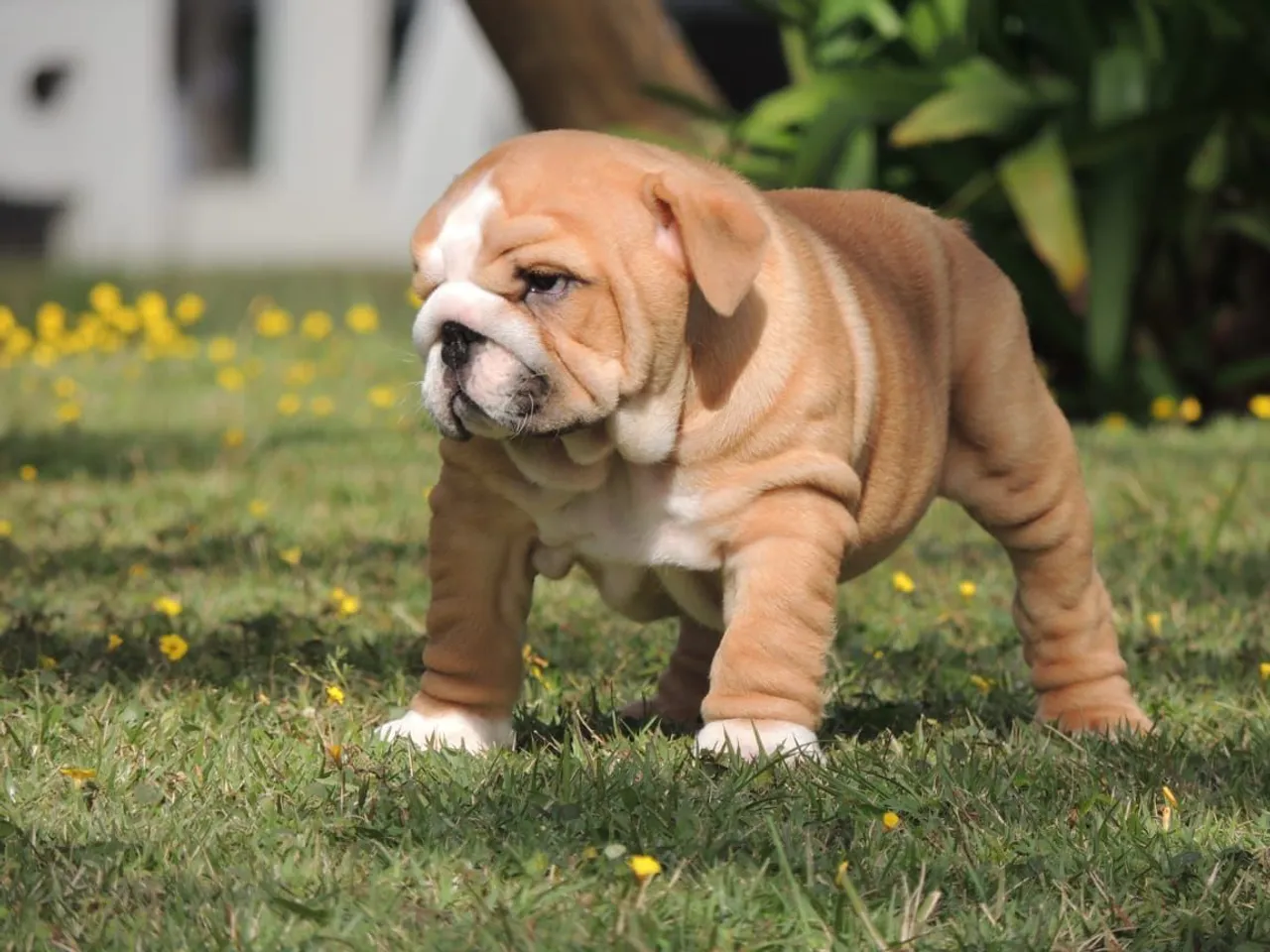 "filhotes de cachorro bulldog ingles" - Cachorros no Brasil