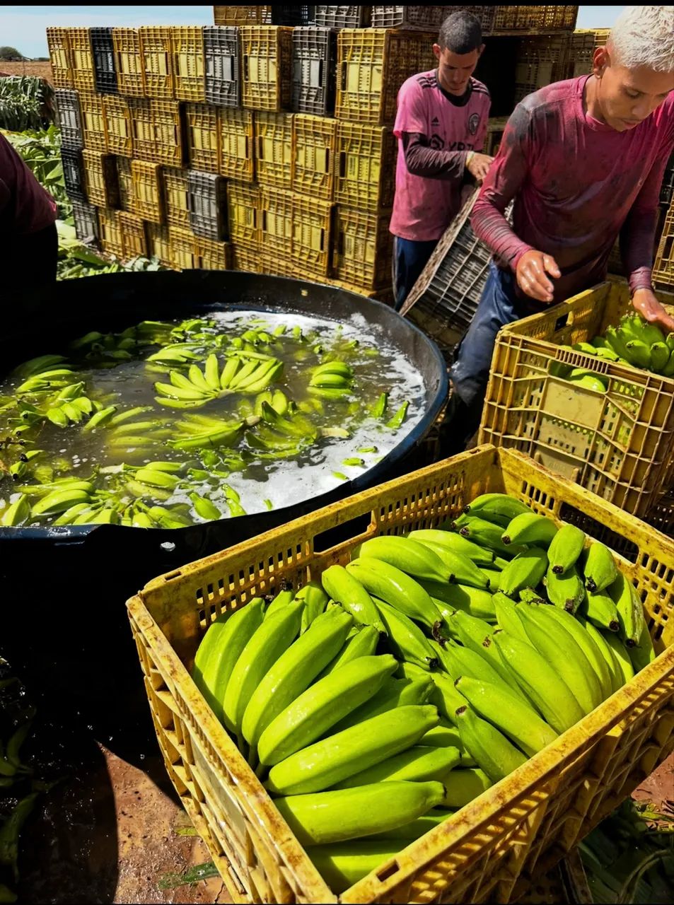 Vendo ou Arrendo, duas roças pegadas no projeto pontal Sul - Terrenos ...