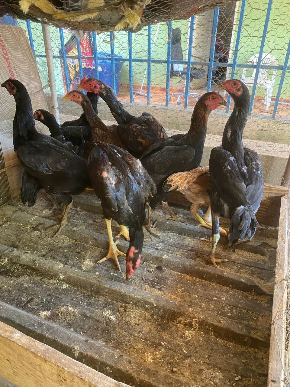 Frangos e frangas índias - Outros animais - Centro, Cidade Ocidental ...