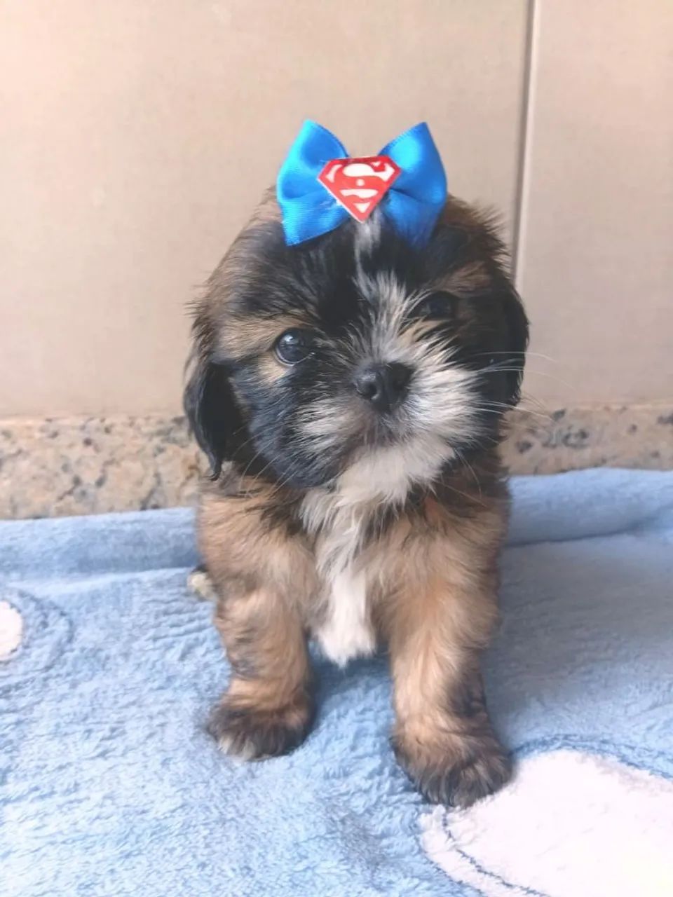 Filhotes de shit zu prontos para entregar - Cachorros - Sombrio ...