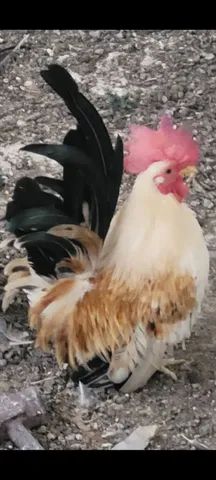 "galo nagasaki" no Brasil