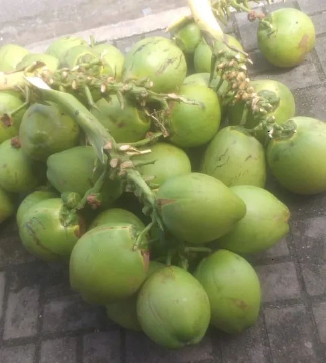 "coco verde" no Brasil