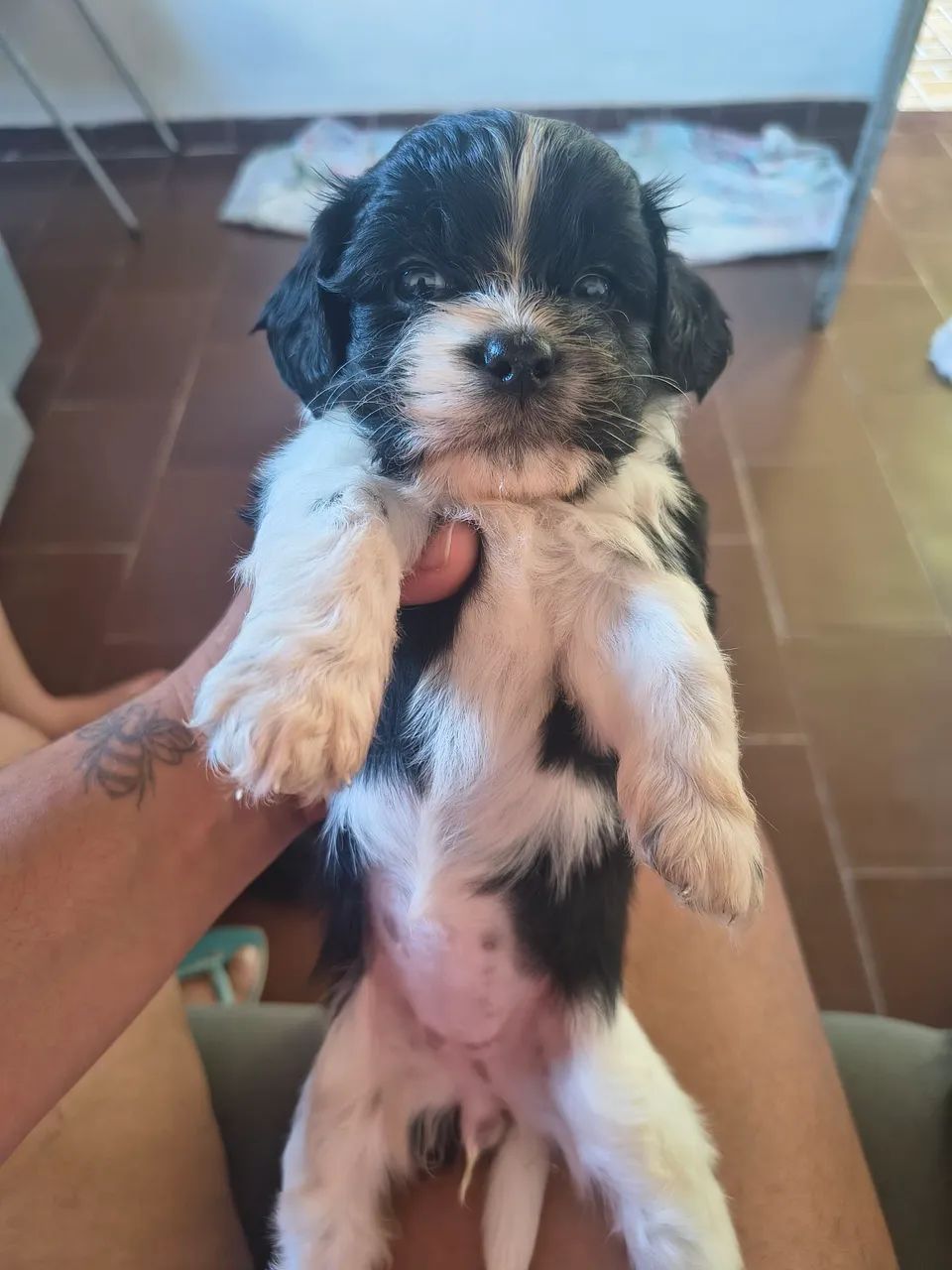 Cocker Spaniel Inglês - Cachorros - Conjunto Cristina (São Benedito ...