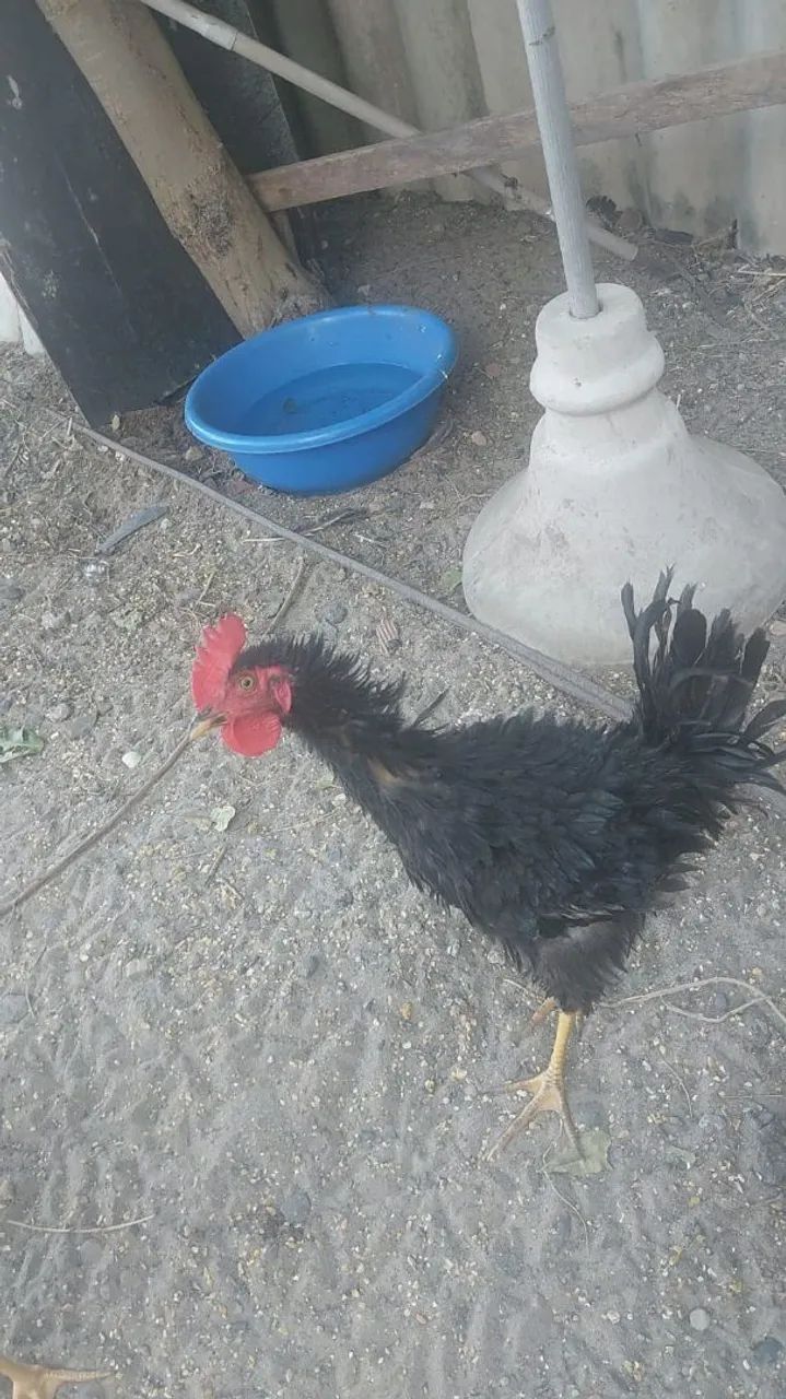 Frangos capoeira - Outros animais - Marechal Deodoro 1454577447 | OLX