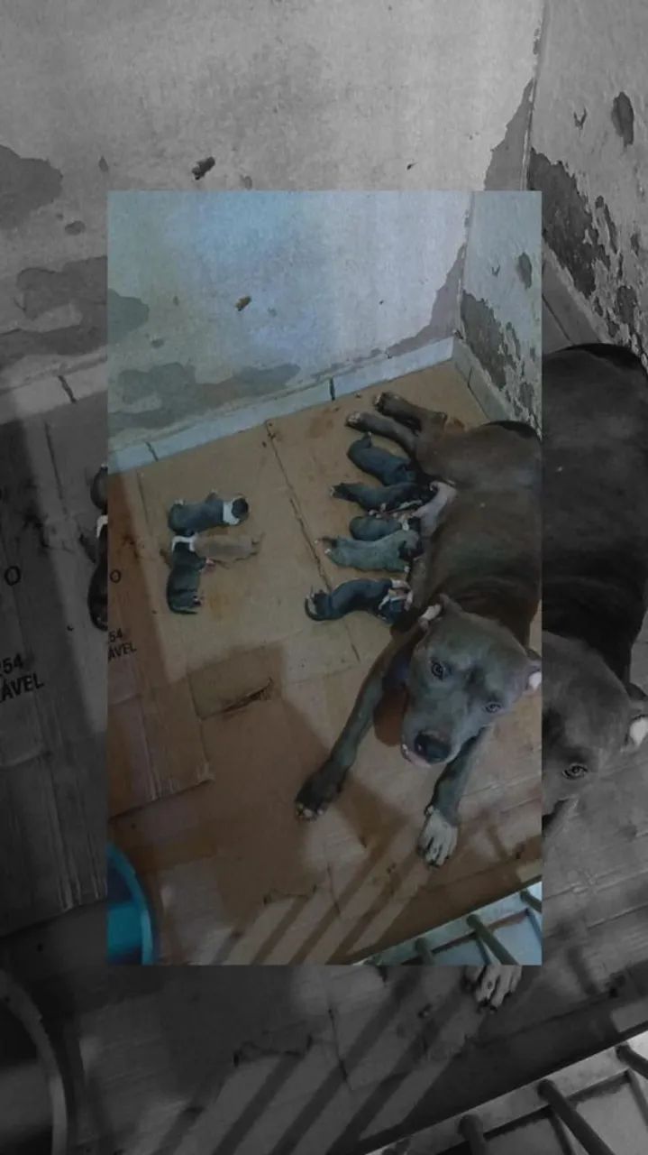 FILHOTES DE AMERICAN BULLY(STANDER) - Cachorros - Aeroporto, Fortaleza ...