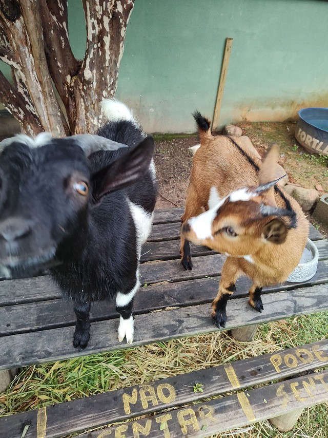 Mini cabras | +66 anúncios na OLX Brasil