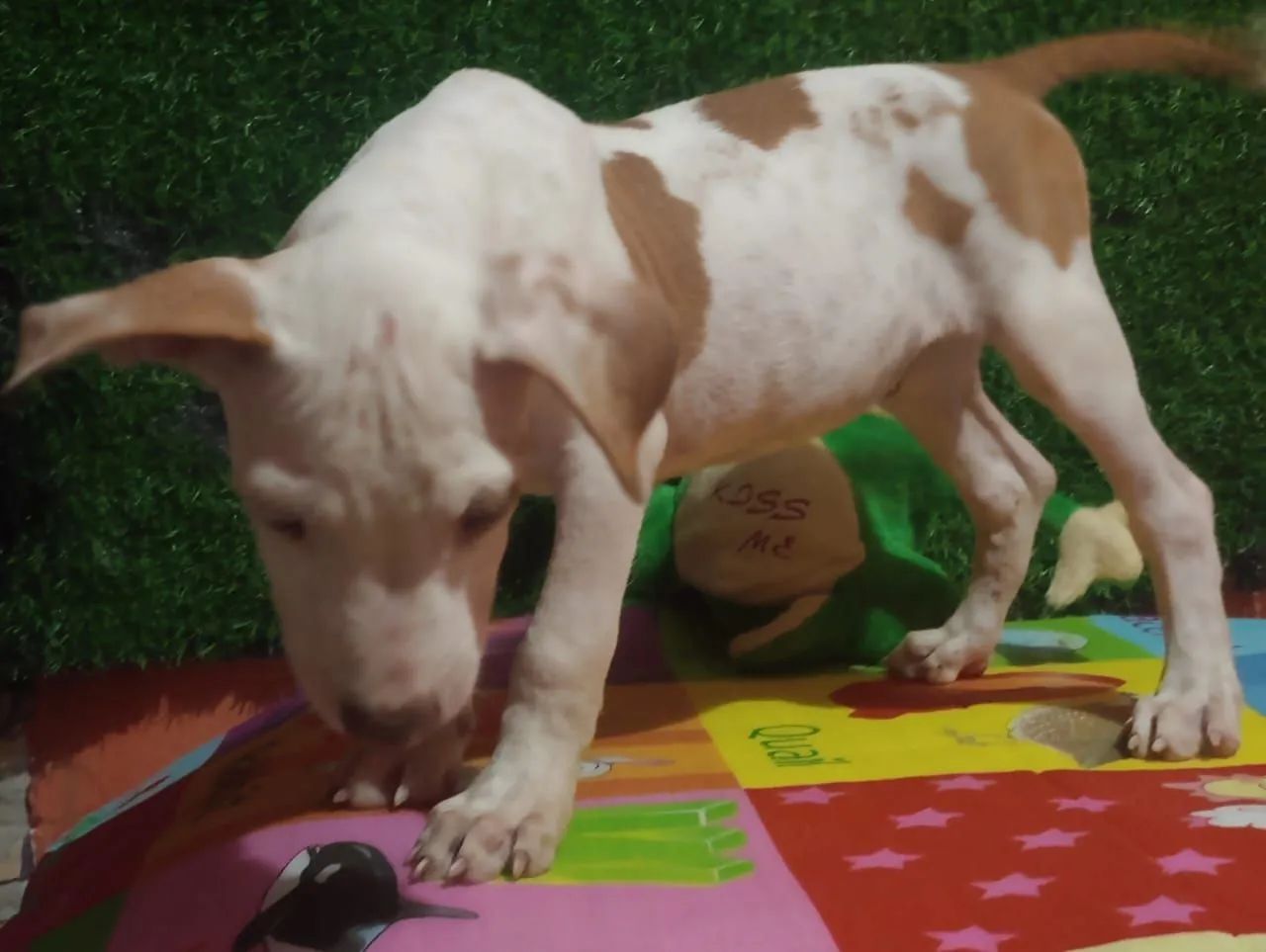 Filhote de Pit Bull macho - Cachorros - San Martin, Recife 1468331798 | OLX