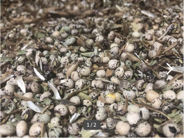 Rajadinha | +67 anúncios na OLX Brasil