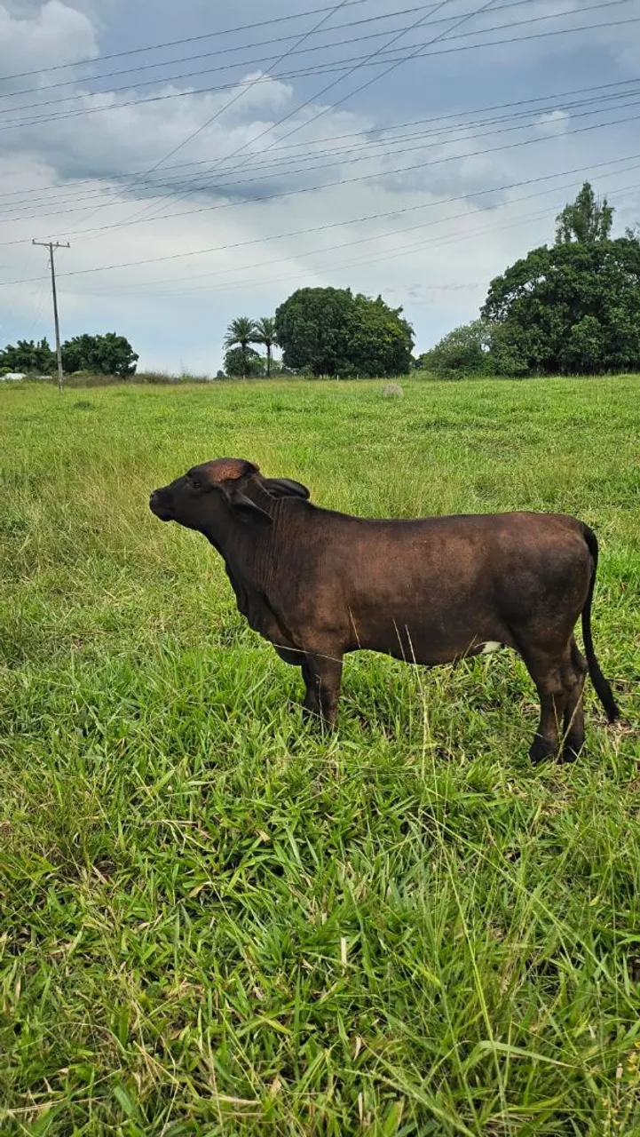 "mini vaca" - Animais para agropecuária no Brasil