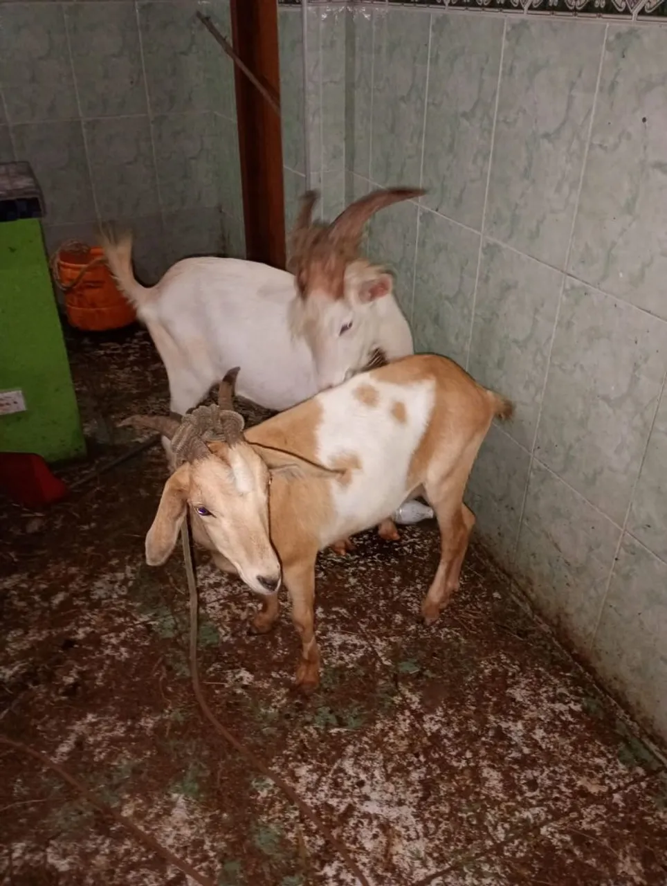 "bodes e cabras" no Brasil