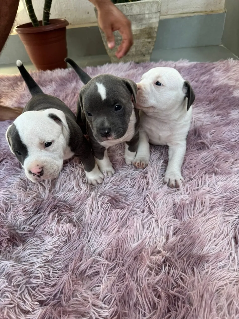 "filhotes de american bully" - Cachorros no Brasil