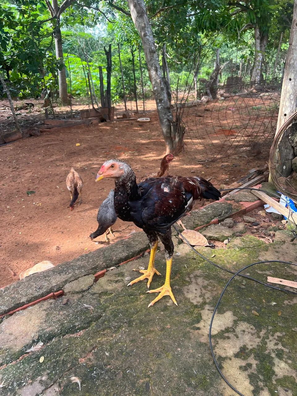 Frangos e Frangas Caipiras de Fazenda - Animais para agropecuária ...