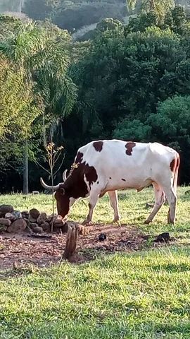 "boi de montaria" no Brasil