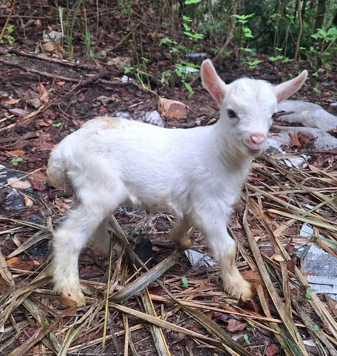 "mini cabras" no Brasil