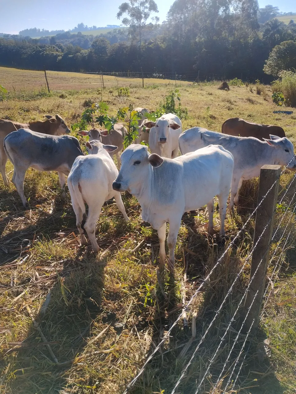 "bezerro nelore" - Animais para agropecuária no Brasil