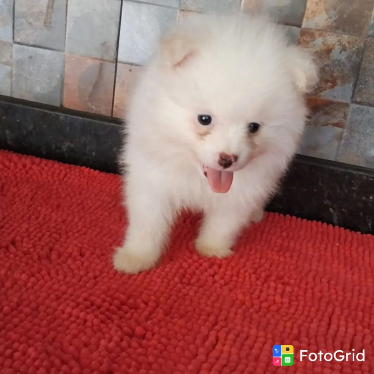 SPITZ ALEMÃO Machos Promoção PEDIGREE CBKC - Cachorros - Setor Jaó ...