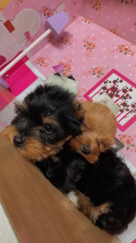 Femea de yorkshire micro | +1449 anúncios na OLX Brasil