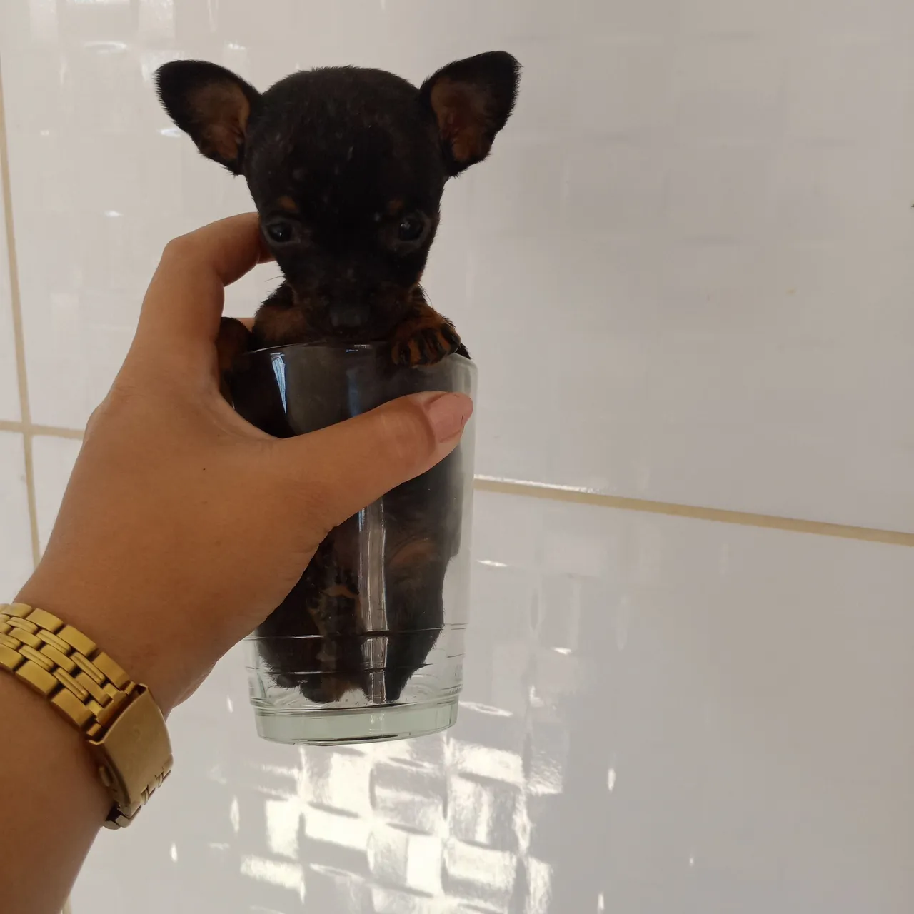 "pinscher 00 miniatura" - Cachorros no Brasil