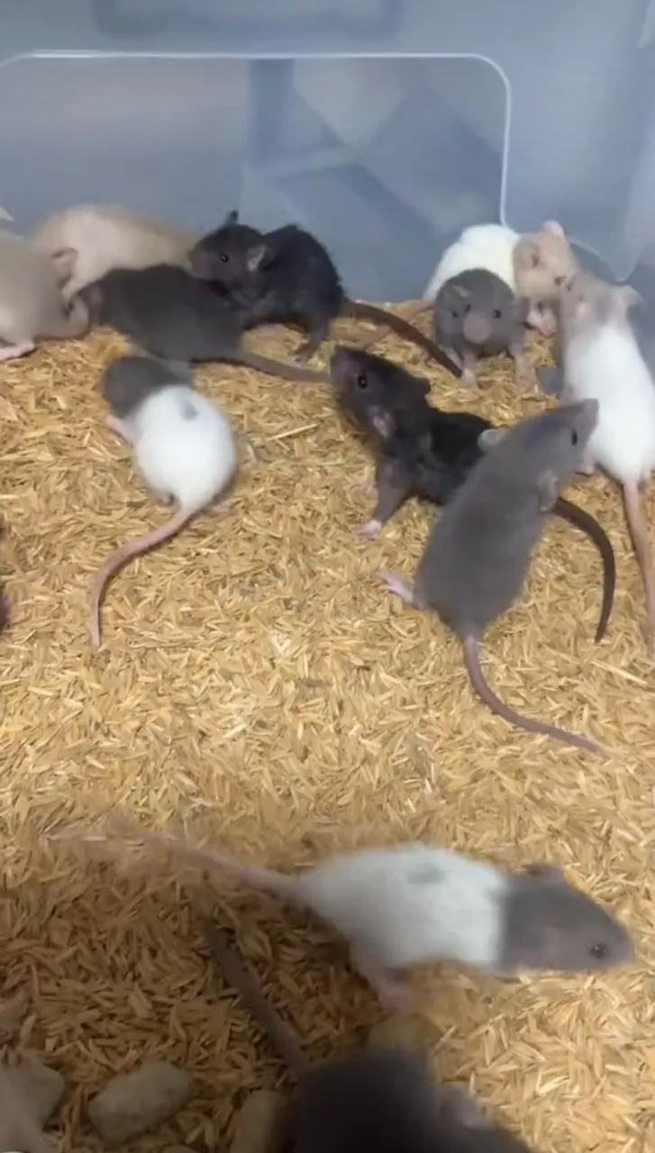 "rato twister venda" - Roedores no Brasil