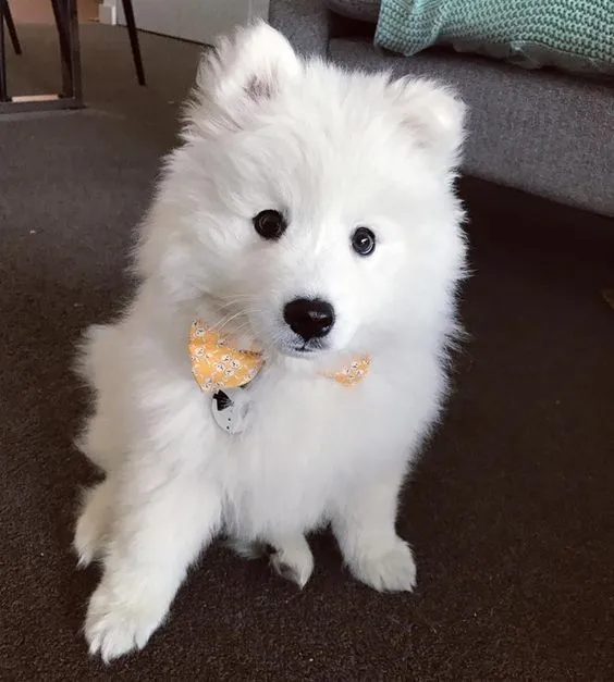 "samoeida" no Brasil