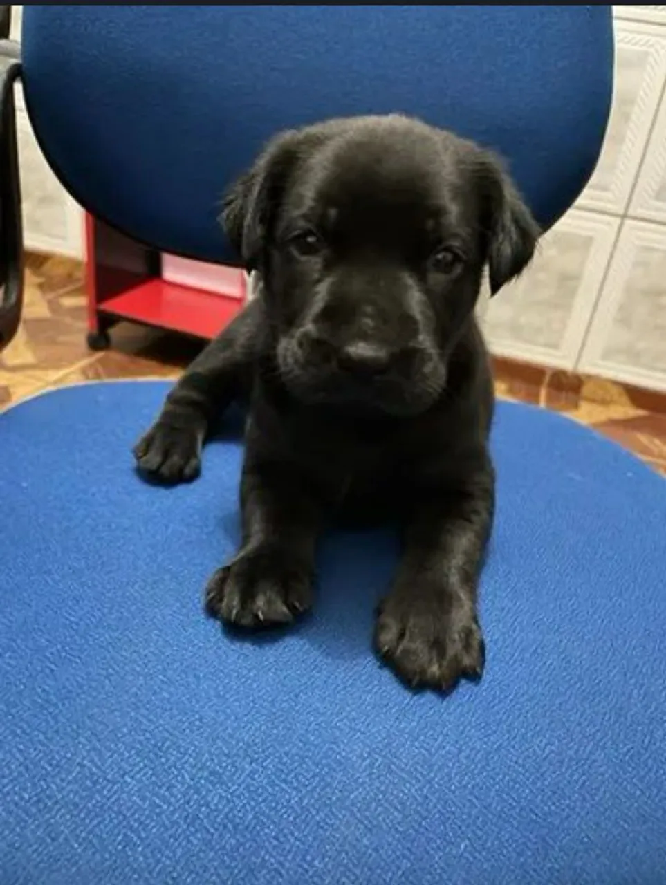"filhotes de labrador preto" - Cachorros no Brasil