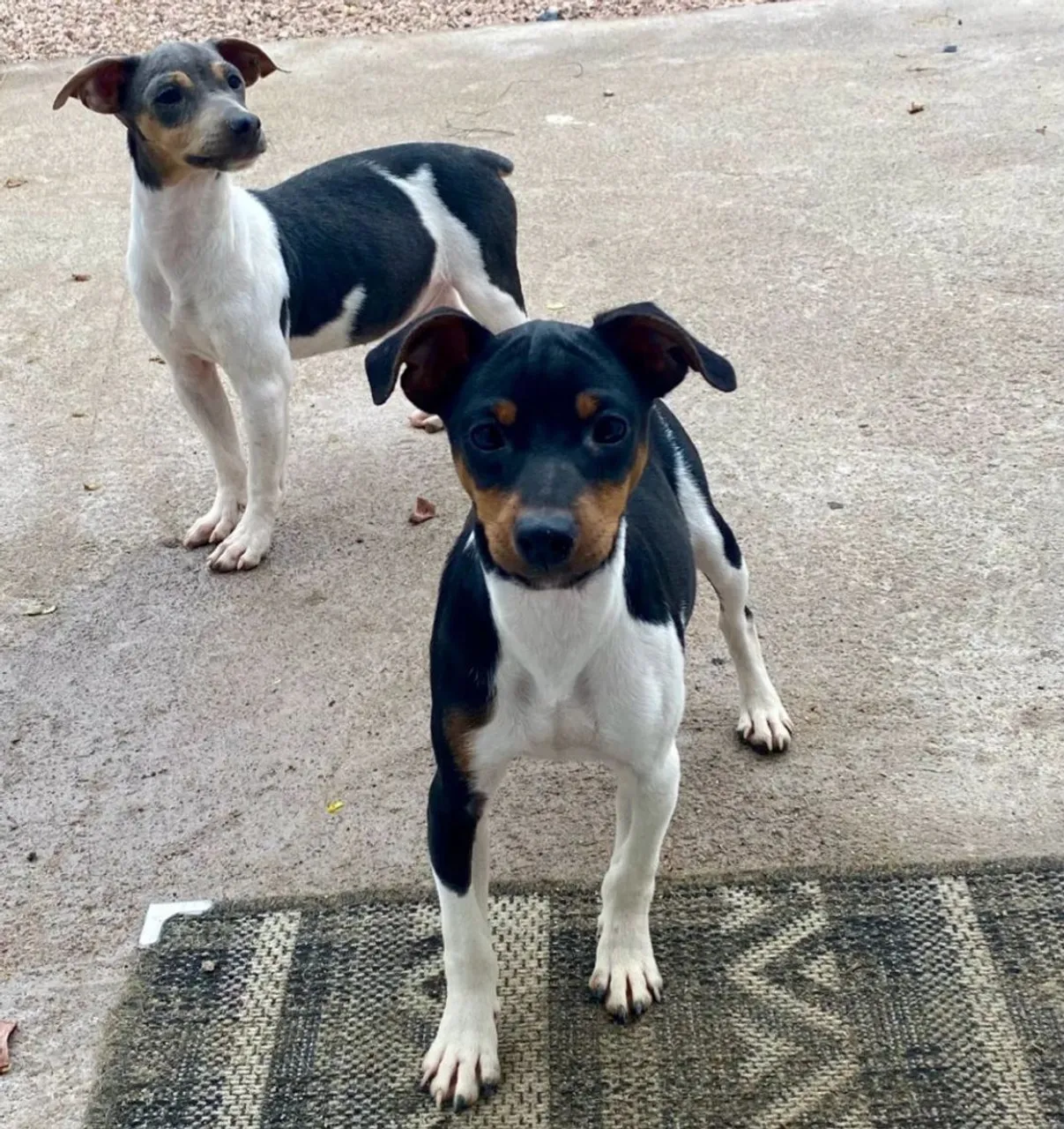 "filhotes de fox paulistinha" - Cachorros no Brasil