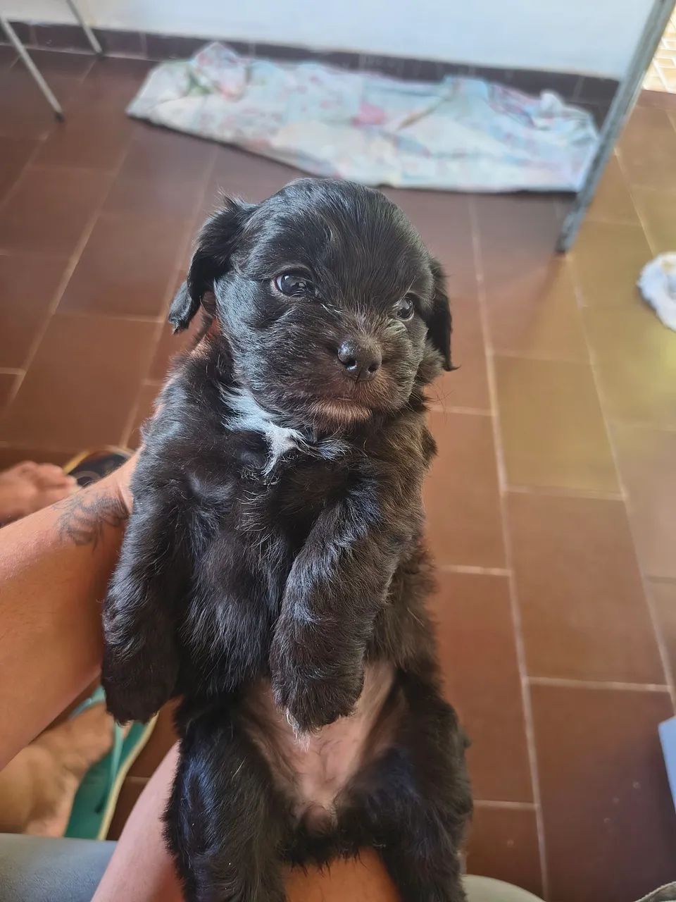 Cocker Spaniel Inglês - Cachorros - Conjunto Cristina (São Benedito ...