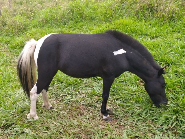 Mini ponei | +48 anúncios na OLX Brasil