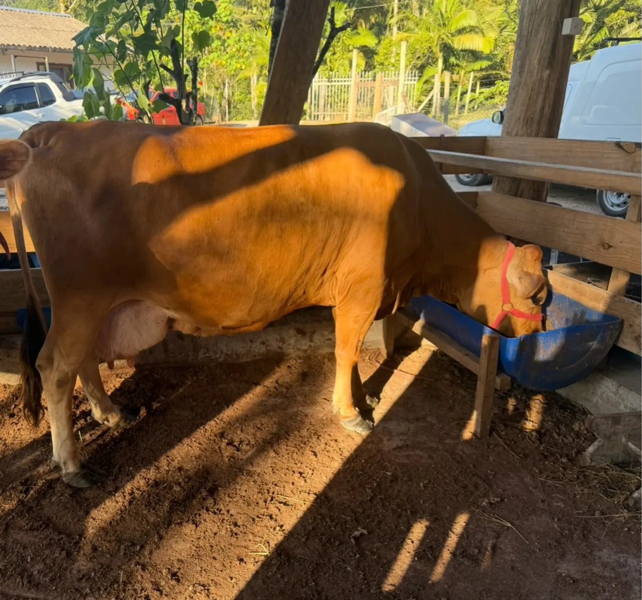 "vaca nelore" - Animais para agropecuária no Brasil