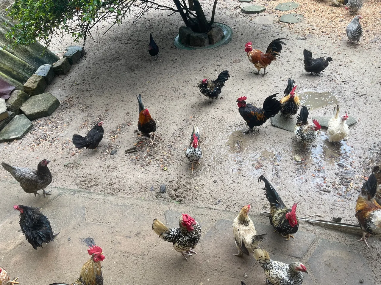 "garnizes nagasaki" no Brasil