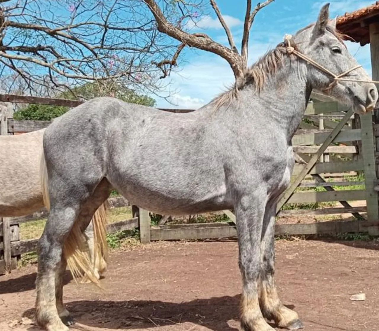 "percheron" no Brasil
