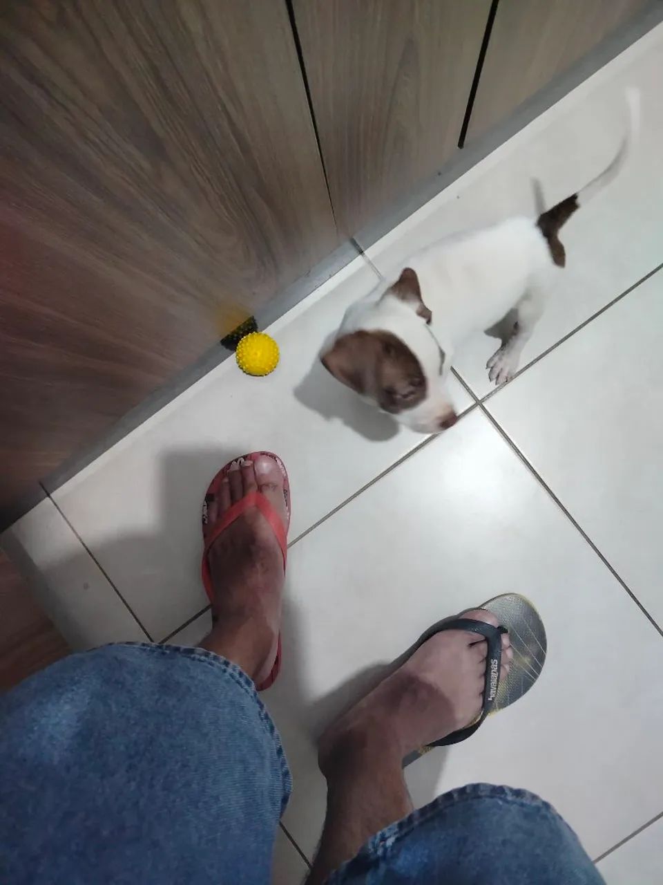 Jack Russel terrier 55 dias olhos verdes rsrs - Cachorros - Jardins ...