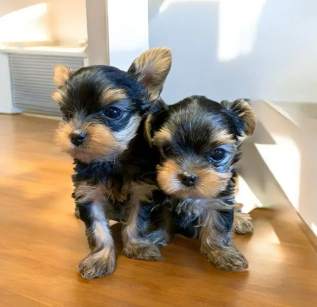 "yorkshire terrier mini" - Cachorros no Brasil