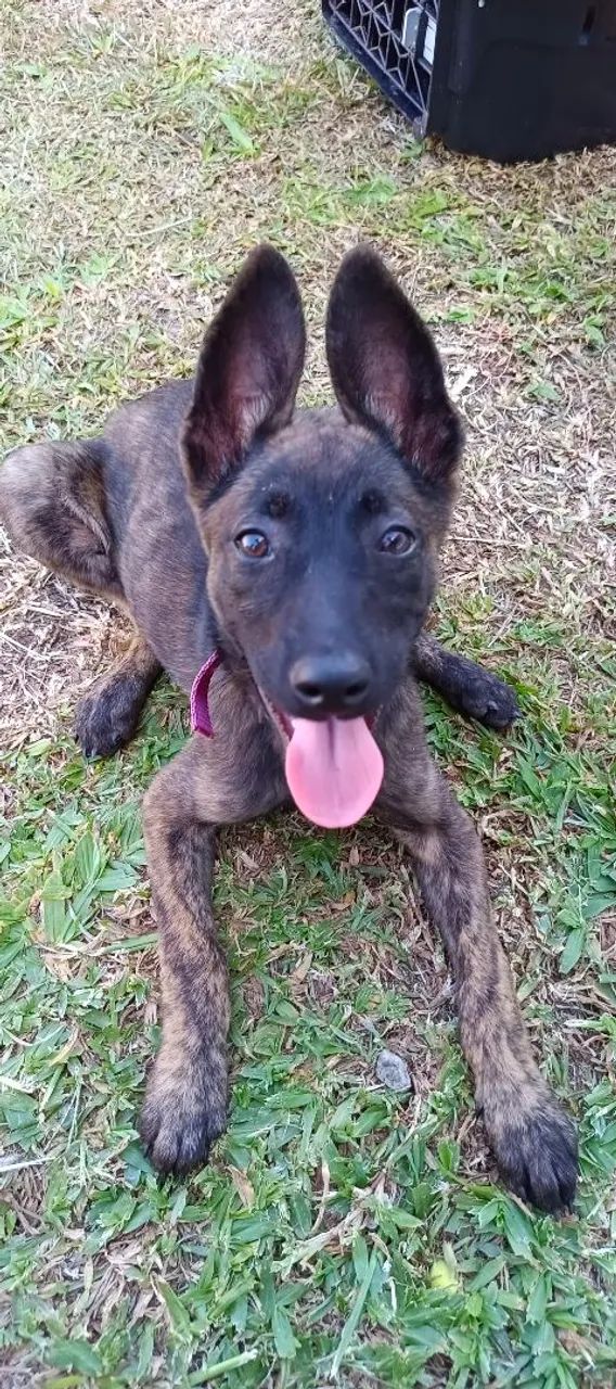 Pastor holandês - Cachorros - Guiomar, Antônio Carlos 1472513201 | OLX