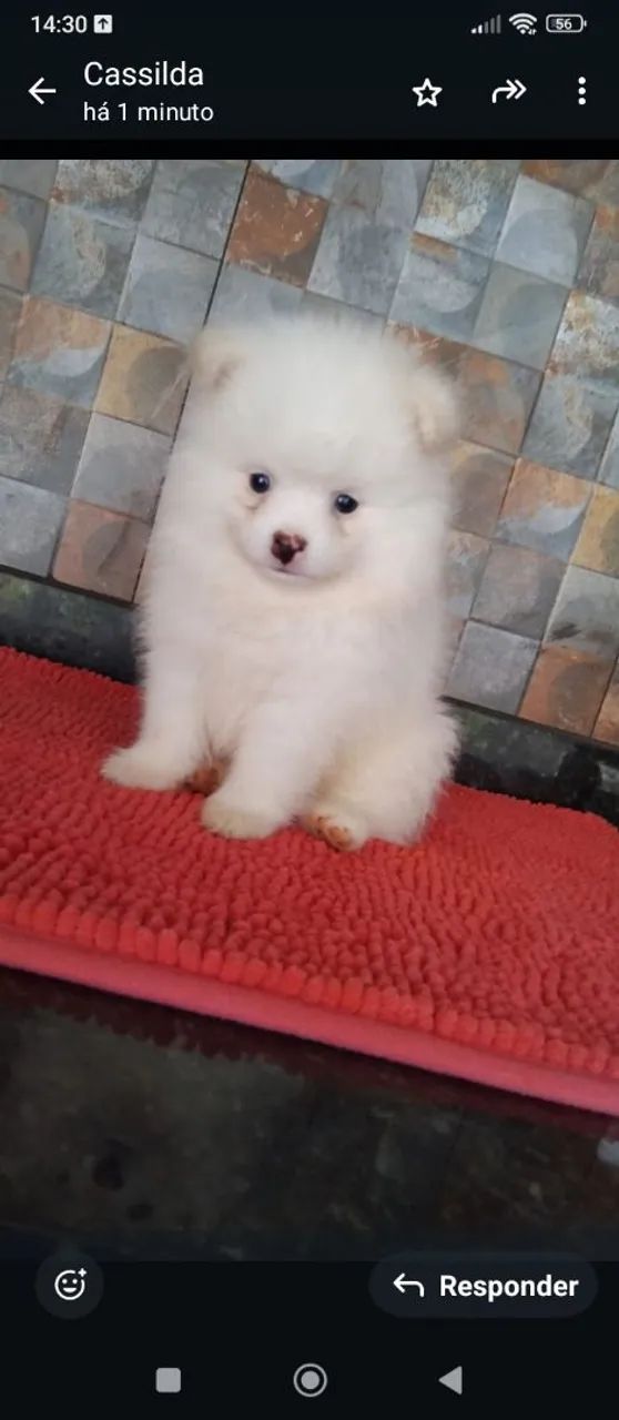 SPITZ ALEMÃO Machos Promoção PEDIGREE CBKC - Cachorros - Setor Jaó ...