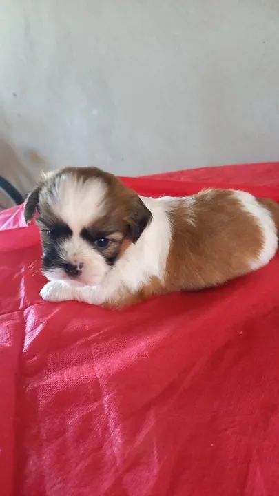 Filhote de Shih tzu - Cachorros - Jardim Costa Rica, Birigüi 1365908368 ...