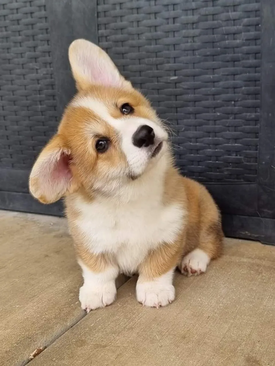 "corgi" - Cachorros no Brasil
