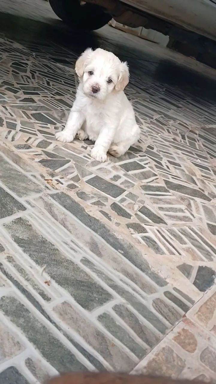 Filhote de Poodle toy - Cachorros - Centro, João Pessoa 1403221032 | OLX