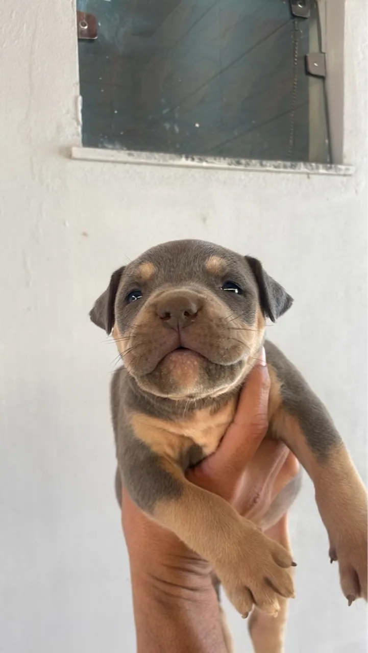 "cachorros pit monster" - Cachorros no Brasil