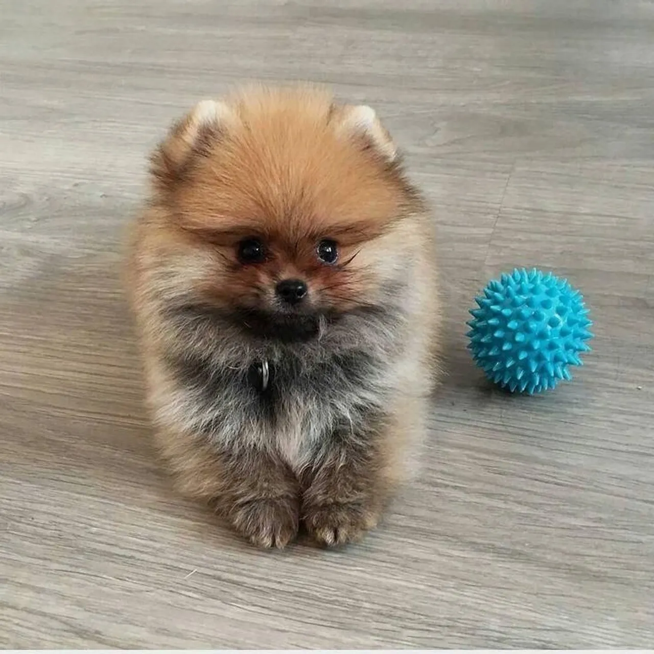 "cachorros spitz alemao" - Cachorros no Brasil