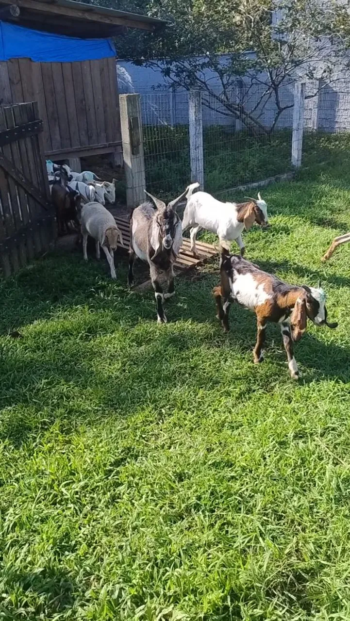 "bodes e cabras" no Brasil