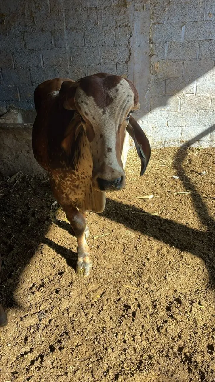 "boi mini boi" - Animais para agropecuária no Brasil