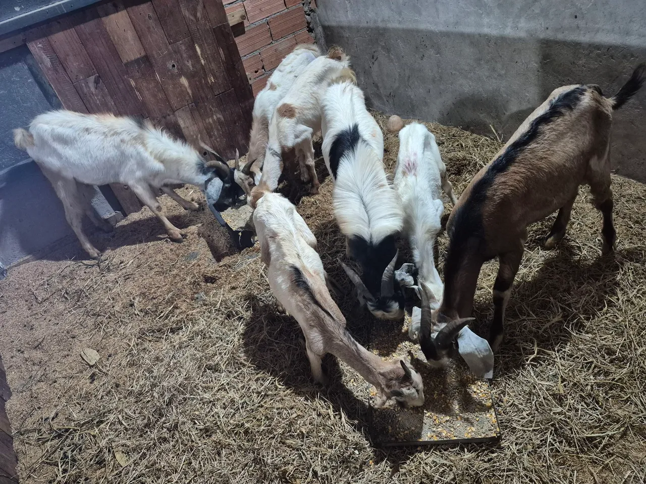 "bodes e cabras" no Brasil