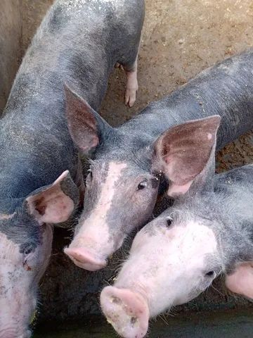 "pietrain" no Brasil