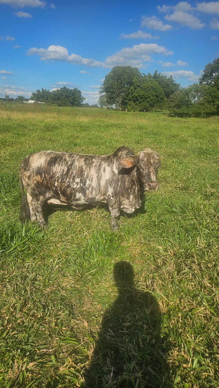 "mini vaca" - Animais para agropecuária no Brasil